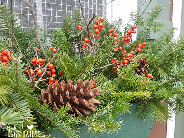 DIY Holiday Chicken Coop Window Boxes - Fresh Eggs Daily® with Lisa Steele
