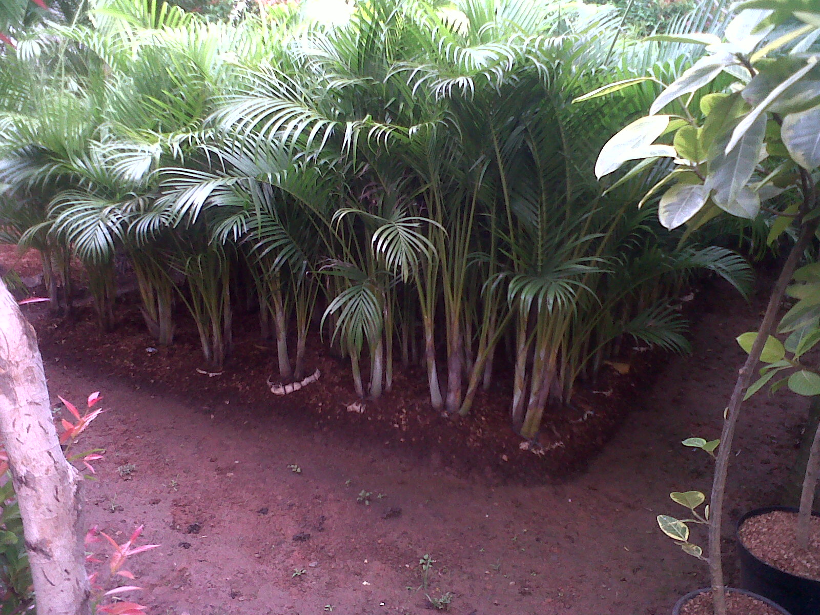 Pohon Palem: pohon palem kuning