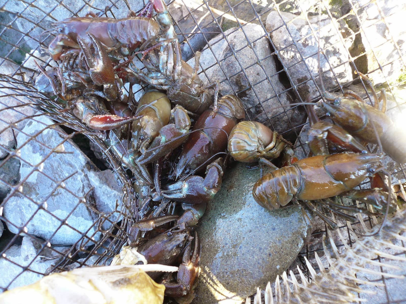 Countryman: Foraging California's Wild Side: Crawdad Traps from ...