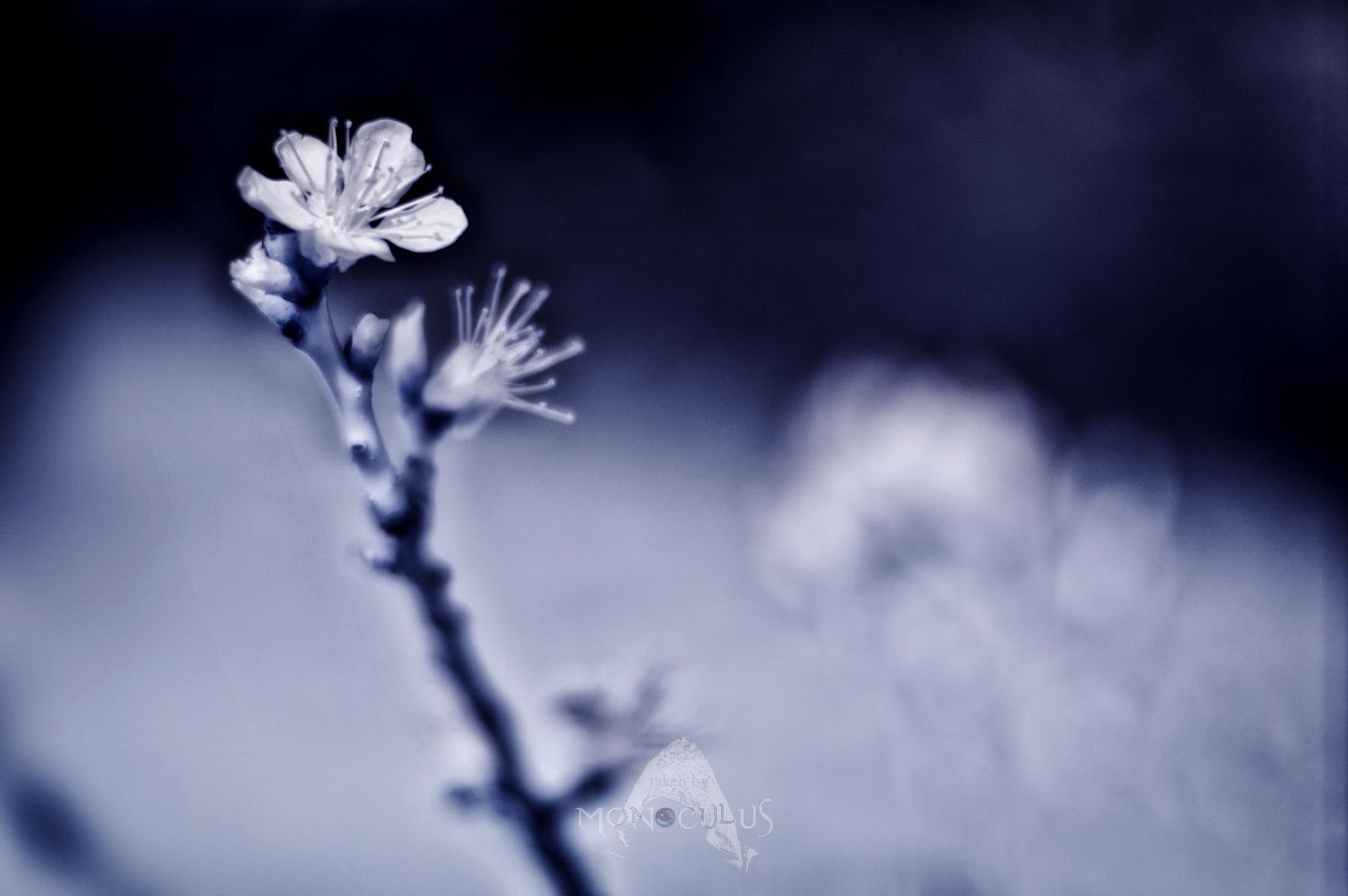 Heremita Monoculus: apríla 2019