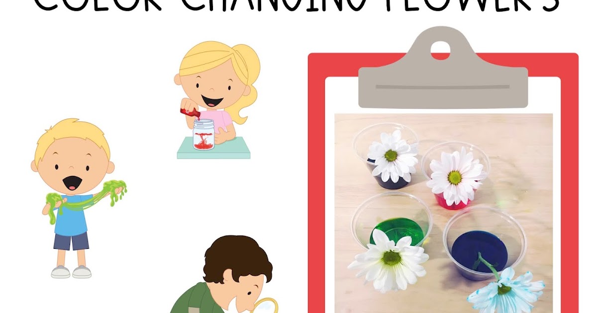 Simple Science: Color Changing Flowers | First Grade Buddies