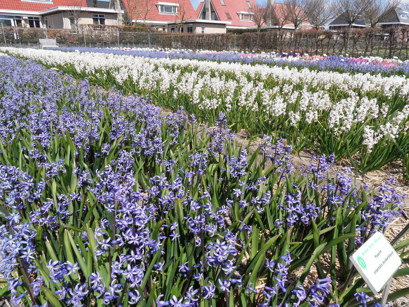 65+ and still young: Middagje Hortus Bulborum in Limmen (NH)
