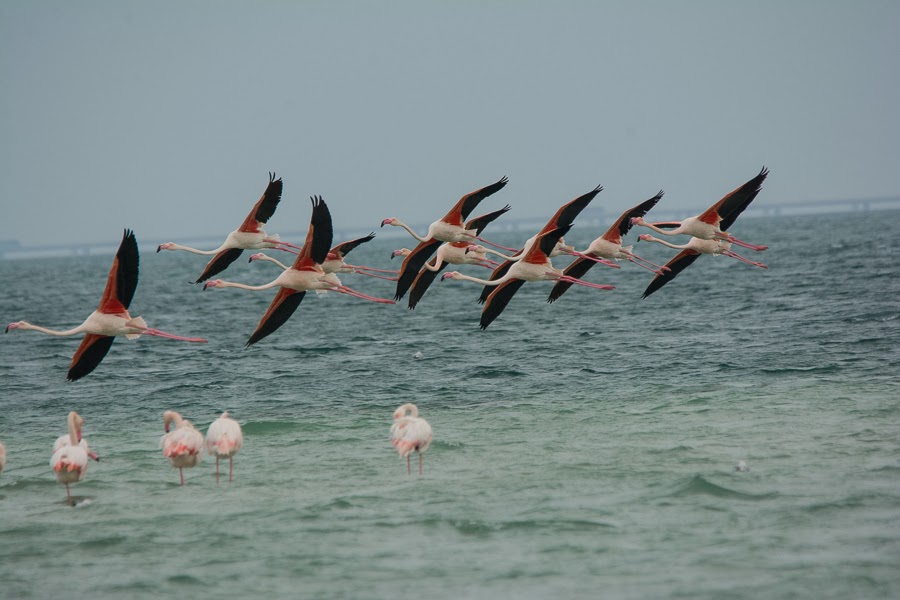 Birds of Saudi Arabia: Greater Flamingos Al Khobar corniche – Bird ...
