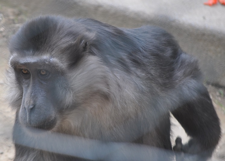 ZOOTOGRAFIANDO (MI COLECCIÓN DE FOTOS DE ANIMALES): MACACO DE TOGIAN ...