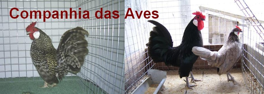 Companhia das aves: Criatório Cia das Aves - Bantam/Garnizé