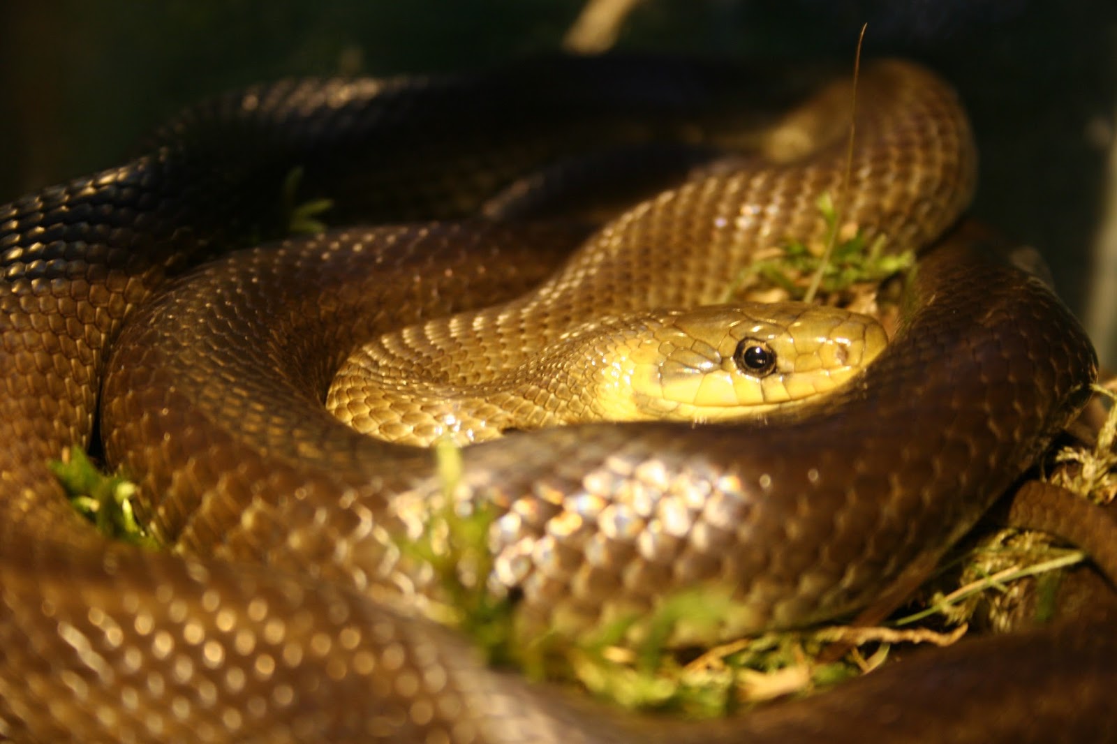 Slangen van ´t Nederlands taalgebied en West-Europa : Slangen herkennen ...