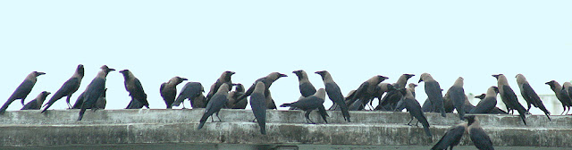 Huchchara Santhe: Naturalists Information II - In Praise of Crows