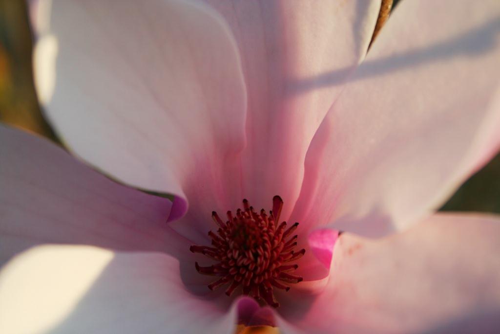 Garden Musings: Magnificent Magnolias