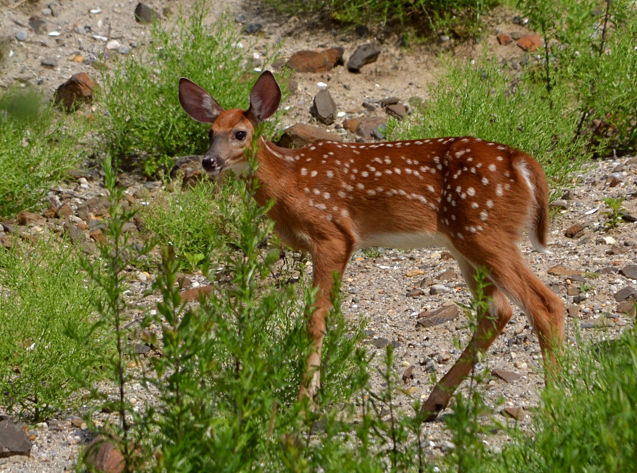 Woods Walks and Wildlife: Baby Killdeer, Baby Deer, and a Brown ...