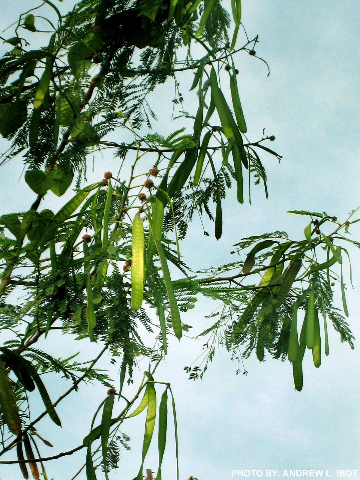 Ako si ANDREW IBOT!: Ipil-Ipil - Halamang Gamot / Herbal Medicine