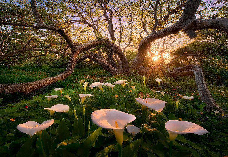 The amazing world: California chaparral and woodlands, Baja California ...