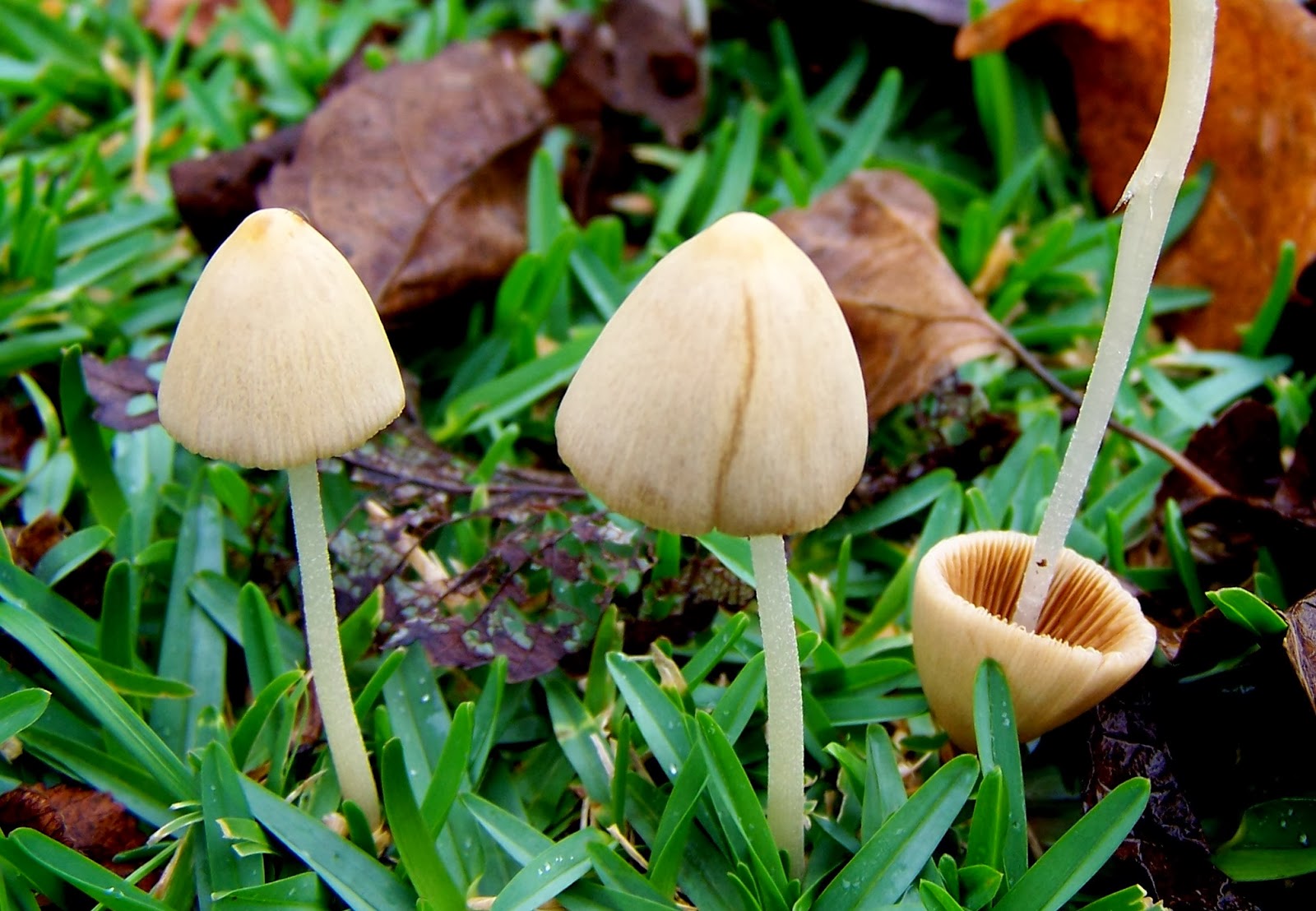 Setas Extremadura : Conocybe Lactea