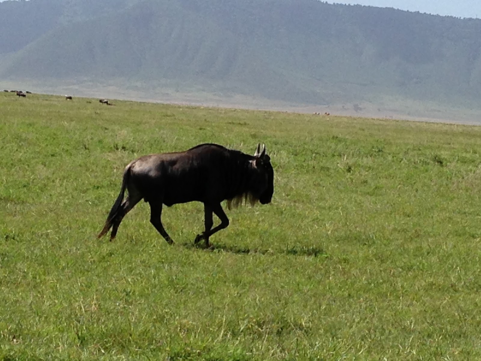 T-E-M-B-E-A Tanzania: Ni msimu wa Nyumbu kuzaliana; Ngorongoro Crater