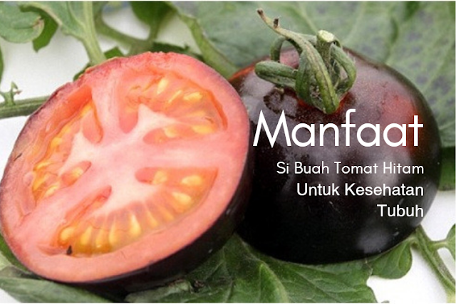 Mengenal Manfaat Si Tomat Hitam - Lim Corporation