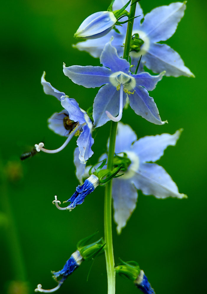 Red and the Peanut: Tall Bellflower (Campanula americana)