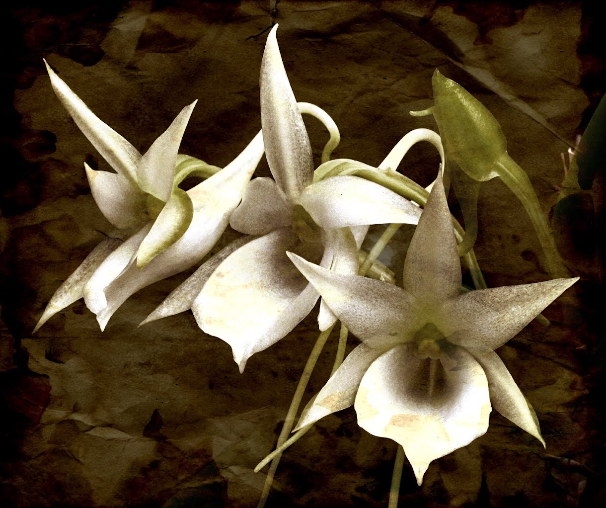 Angraecums...: Various Orchid Cultures