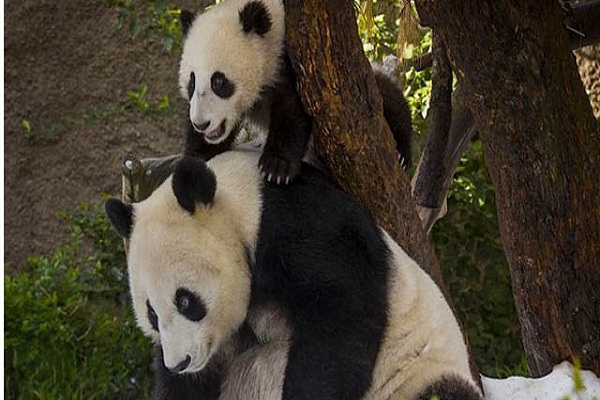 Filhote de panda brincando em seu primeiro dia na neve - Amor de Meg