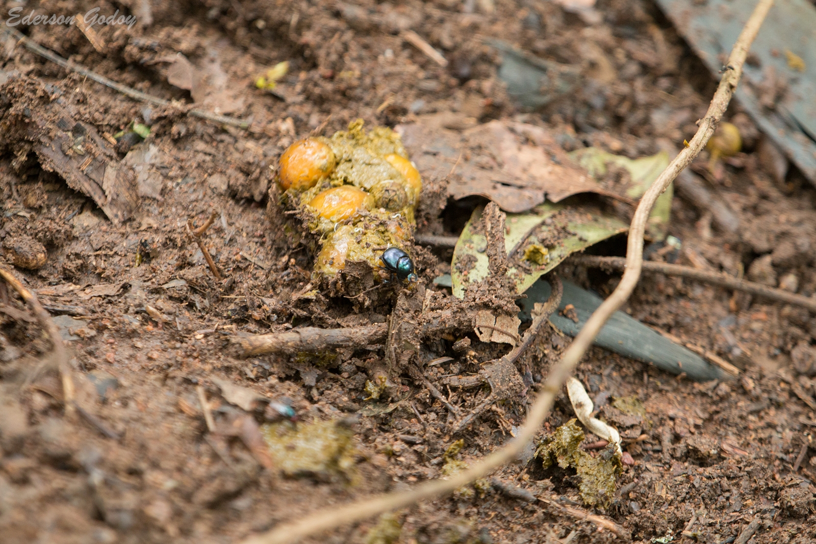 Verdenovo: Bugio-ruivo (Alouatta guariba)