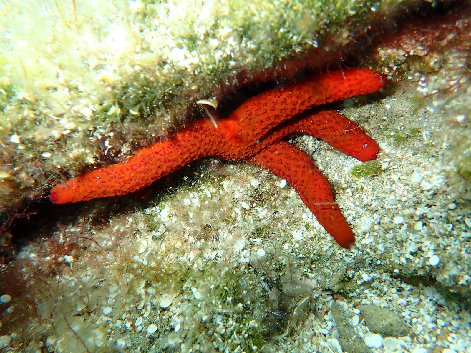 Biodiversity of Cyprus by NGO Protection of the Natural Heritage and ...