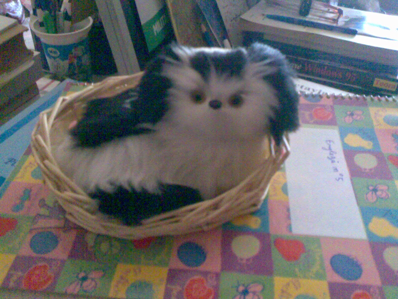 oliviamariamarcov2 : romania, bucharest