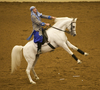 How to Riding an Arabian Horse? ~ Horse Riding Guide, Techniques and Tips