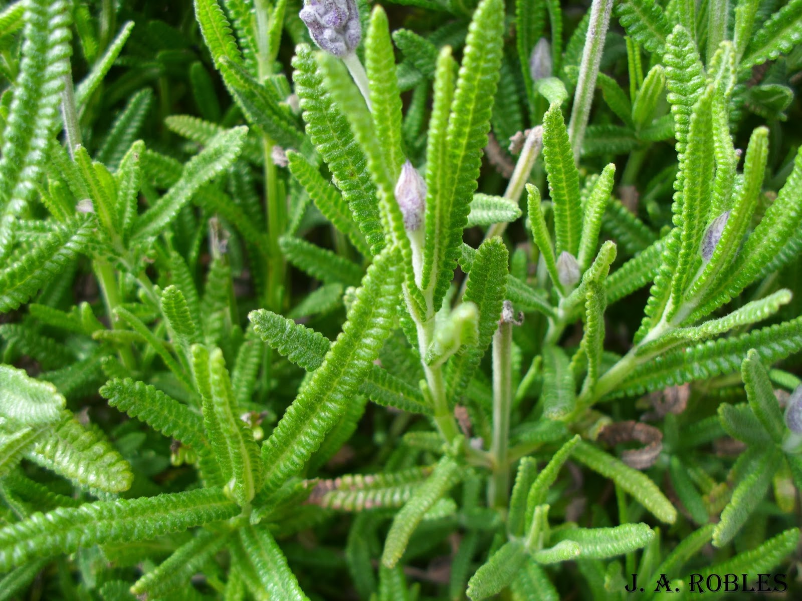 Silencio verde, la vida...: Lavandula dentata (lavanda dentada ...