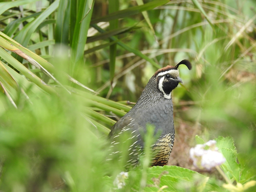 photographing New Zealand: northland creatures