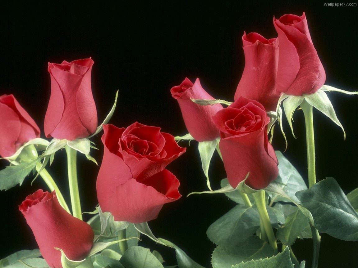 Free Flowers Photo And Wallpapers: rose flower wallpapers, new red rose ...