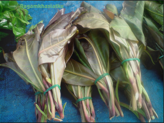 25 Ragam Manfaat Dan Khasiat Tumbuhan Pucuk Putat Bagi Kesehatan ...