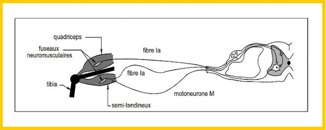 Coordination de l'activité des muscles de la cuisse et innervation ...
