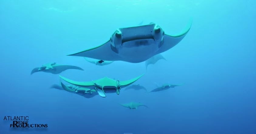 Marine wildlife of the Azores | A fauna marinha dos Açores - I Love Azores