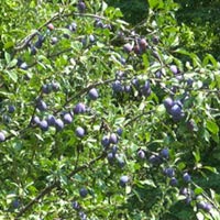 Poljoprivreda Srbija: Sljive - Najbolji sljivik