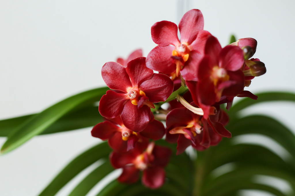 Grow and care Vanda orchid plants | Travaldo's blog