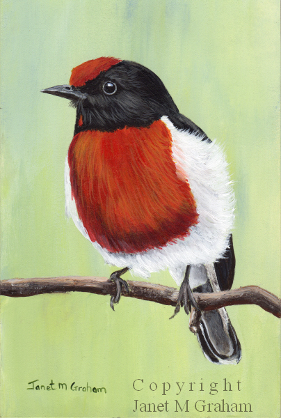 Janet M Graham's Painting Blog: Red Capped Robin in acrylics
