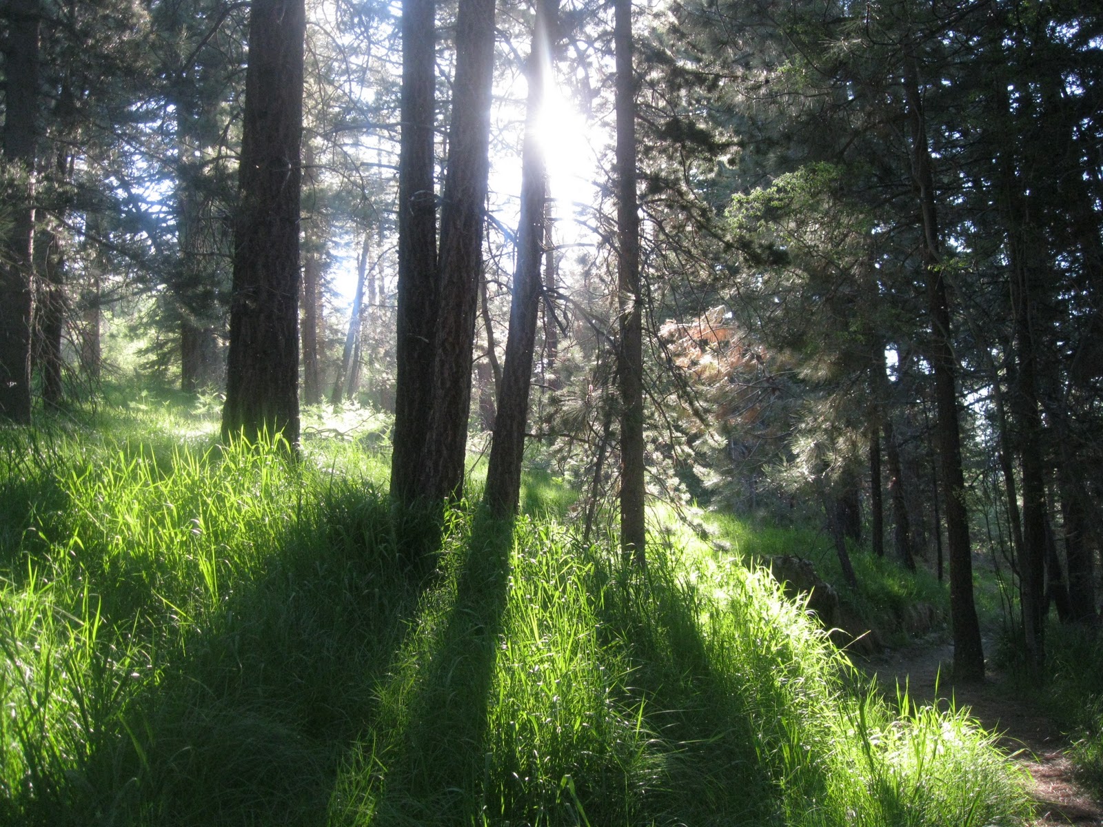 Wildlife in Southern California: Ecosystems