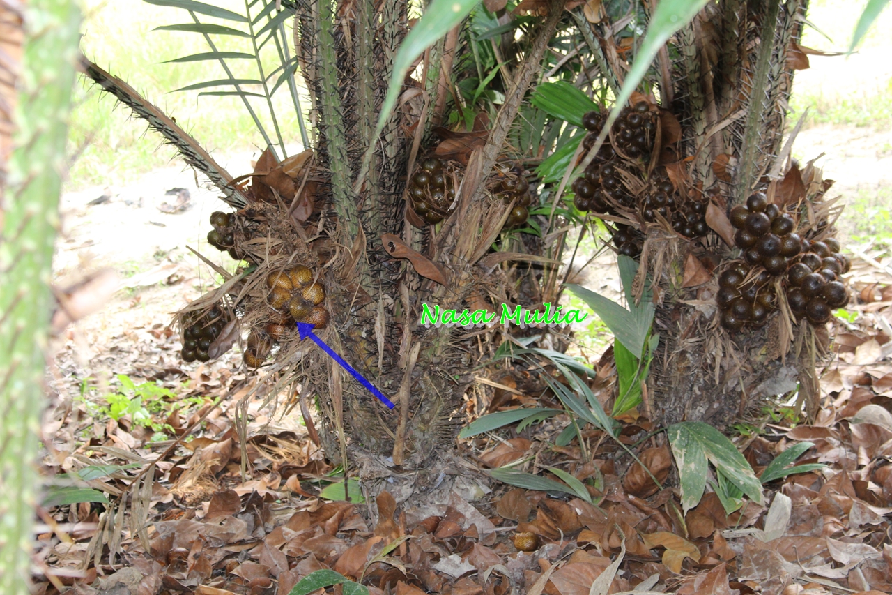 warna warni hidupku..............: Pokok Salak