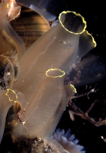Harbor Watch: Identifying The Vase Tunicate
