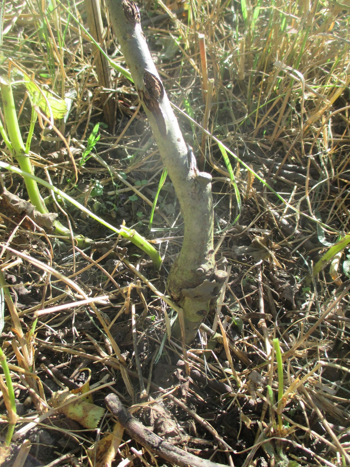 Fruits Seeker: X Sorbopyrus auricularis - sorbopero