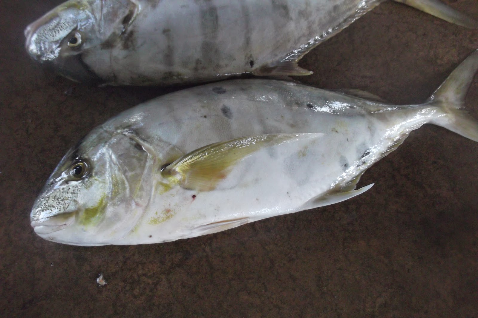 NEGOMBO SEAFOODS: KABARA PARAWA