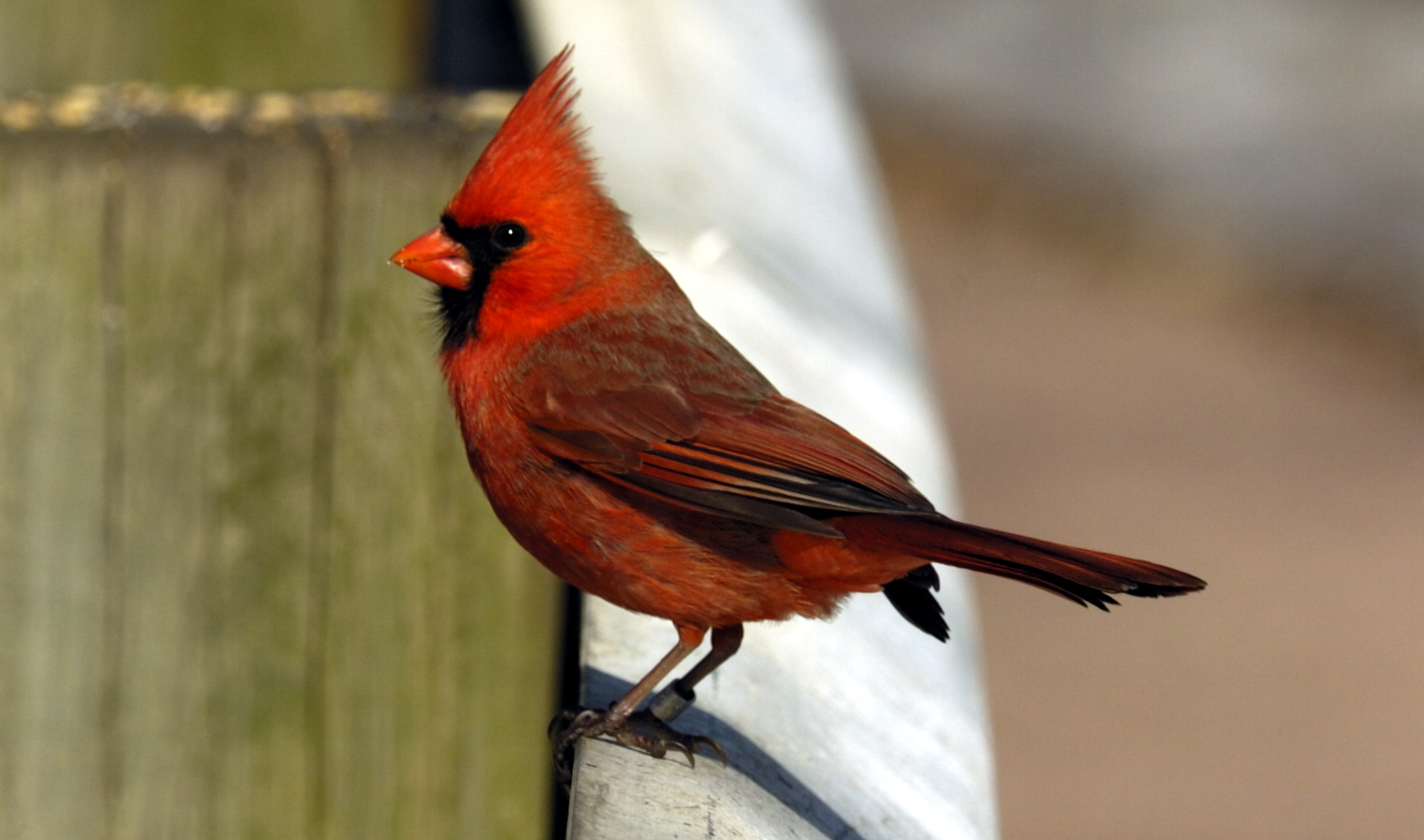 Toronto Grand Prix Tourist - A Toronto Blog: Birds of the GTA - A ...