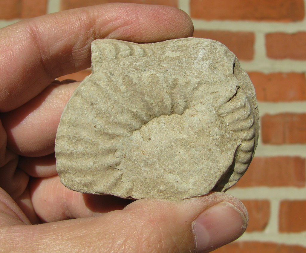 Views of the Mahantango: Mortoniceras sp. ammonite from the Duck Creek ...