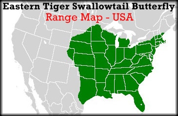 LushGreenVA: Up Close & Personal With the Eastern Tiger Swallowtail ...