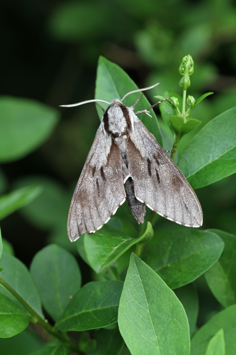 Marshland Meanderings: Hawk-moths galore!