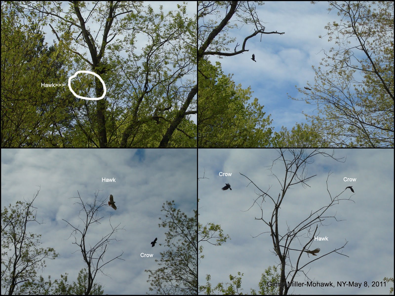 Photography By Ginny: May 8, 2011-Grosbeak-Crows Chasing Hawk-Young ...