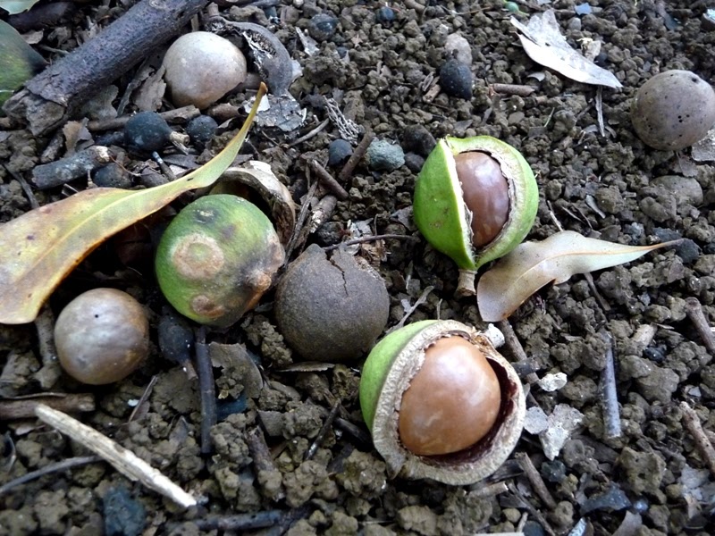 Jungle Macadamia Nuts | Gypsy Farmgirl