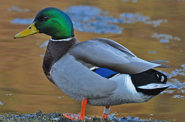 Pizo Sexy Duck Facts