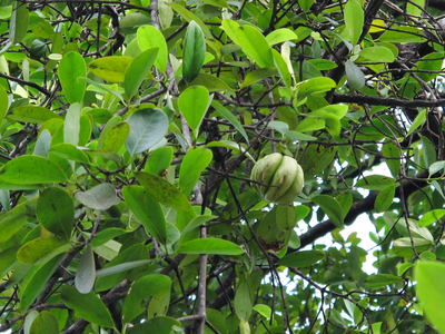 Herbal plants of Sri Lanka: Garcinia quaesita/Rath goraka