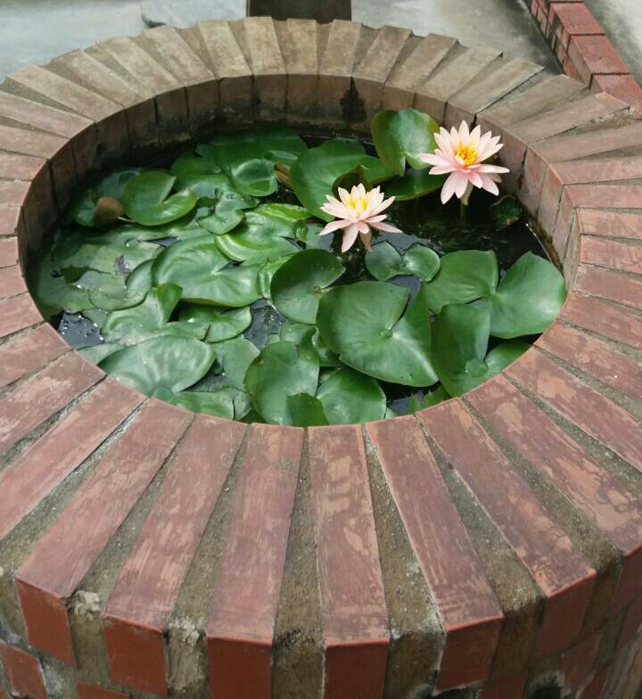 15+ Bunga Lili Hidup - Gambar Bunga Indah