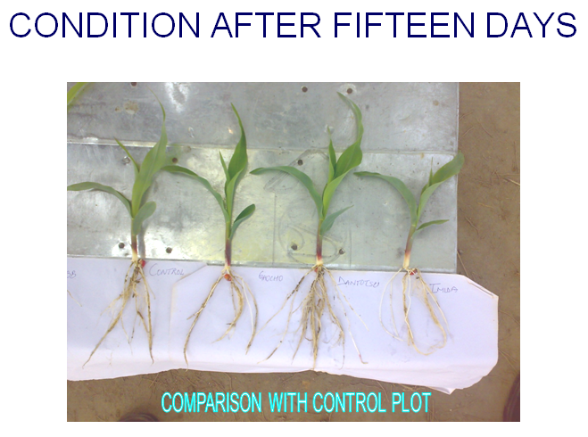 Seed Treatment of Maize: Seed Treatment of Maize
