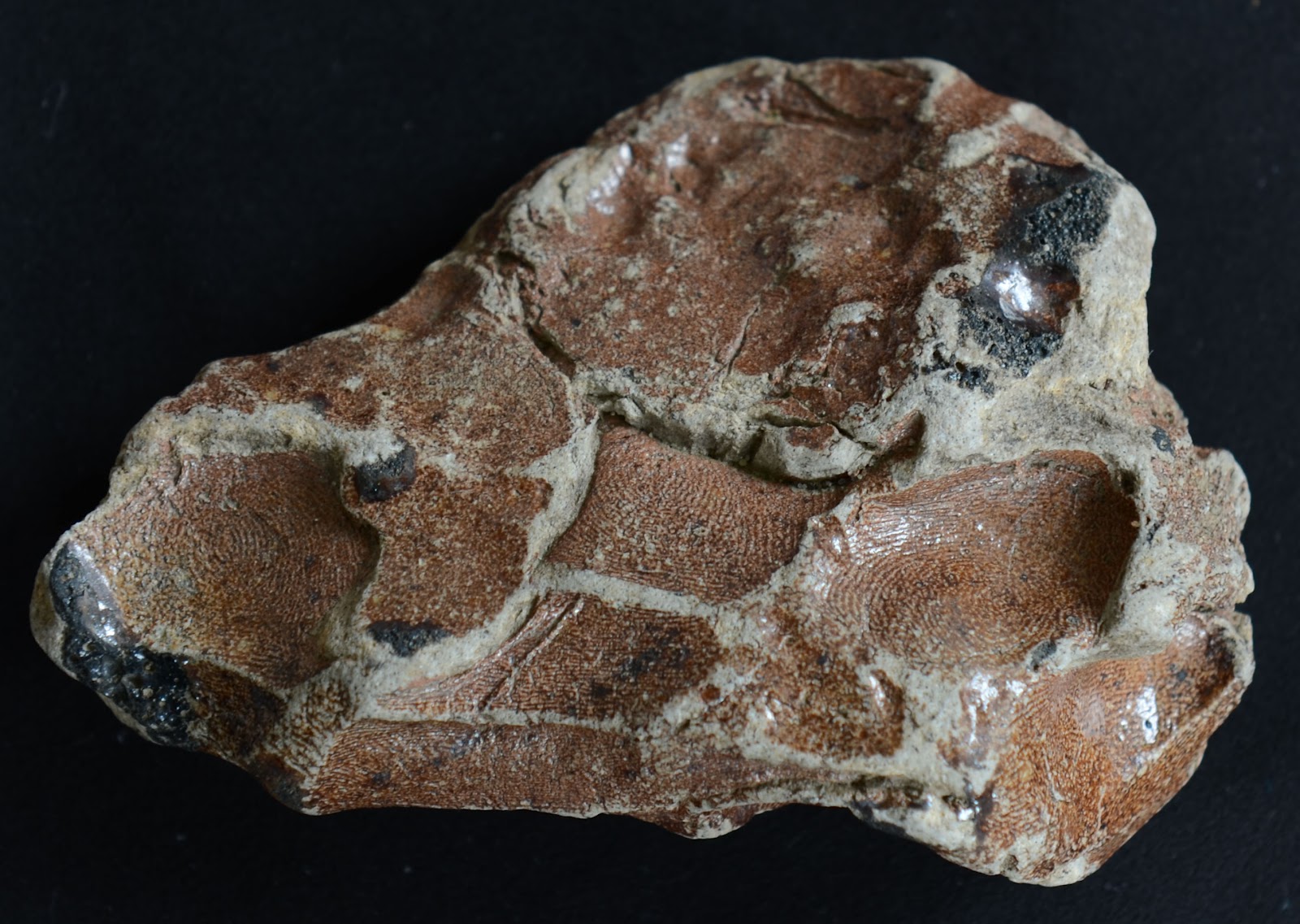 Mudlarking: Thames Mudlarking: Find of the Day and the Rest